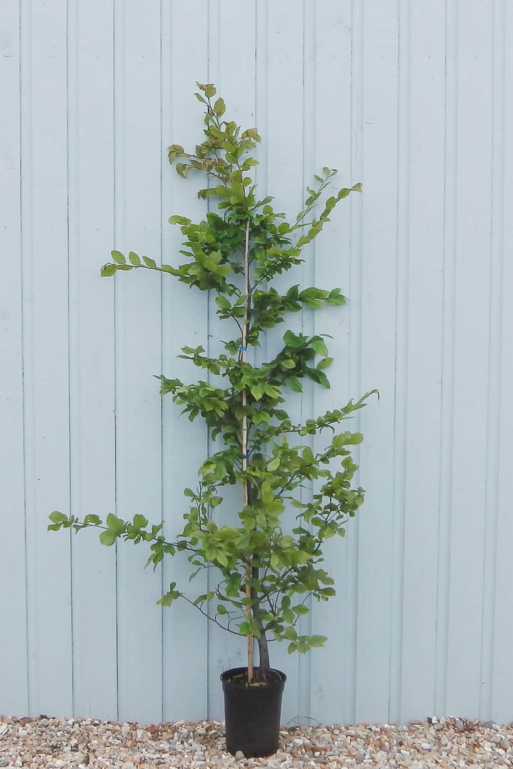 Buy Hornbeam Hedging ‘Carpinus Betulus’ | European Hornbeam Hedge