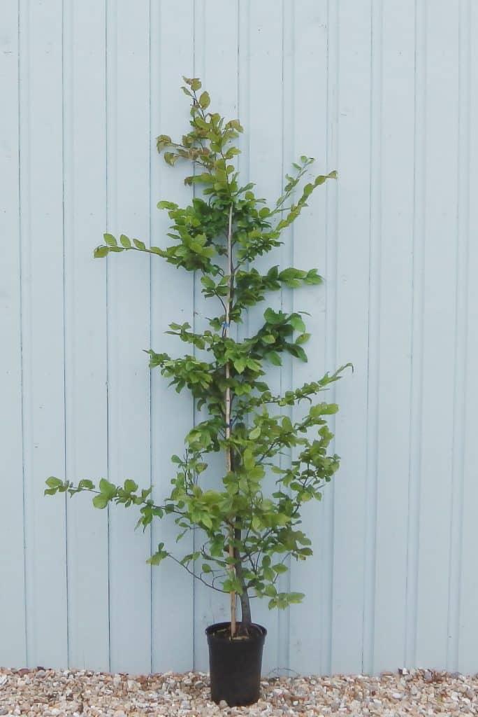 Buy Hornbeam Hedging ‘Carpinus Betulus’ | European Hornbeam Hedge