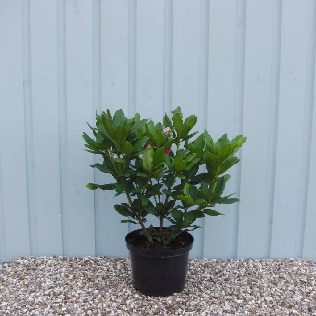 Rhododendron Azurro - Rhododendron Hybrid Azurro - HGN