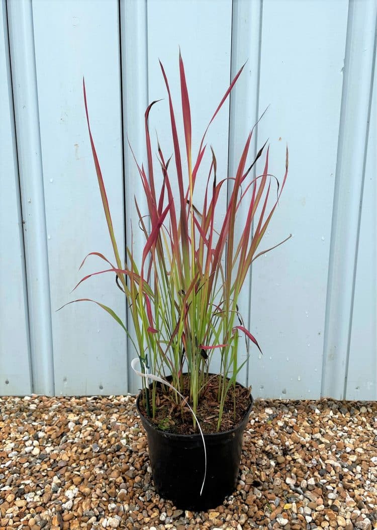 Potted Grasses - Hopes Grove Nurseries
