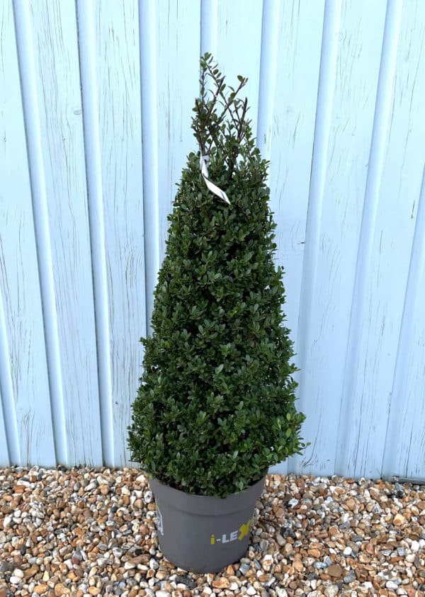 Japanese Holly Ilex Crenata Cone Shape Topiary - Hopes Grove Nurseries