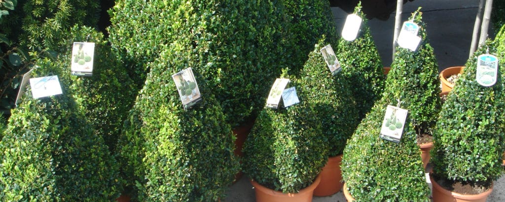 Buy Box Topiary | Box Topiary Plants for Garden Hedging | Hopes Grove ...