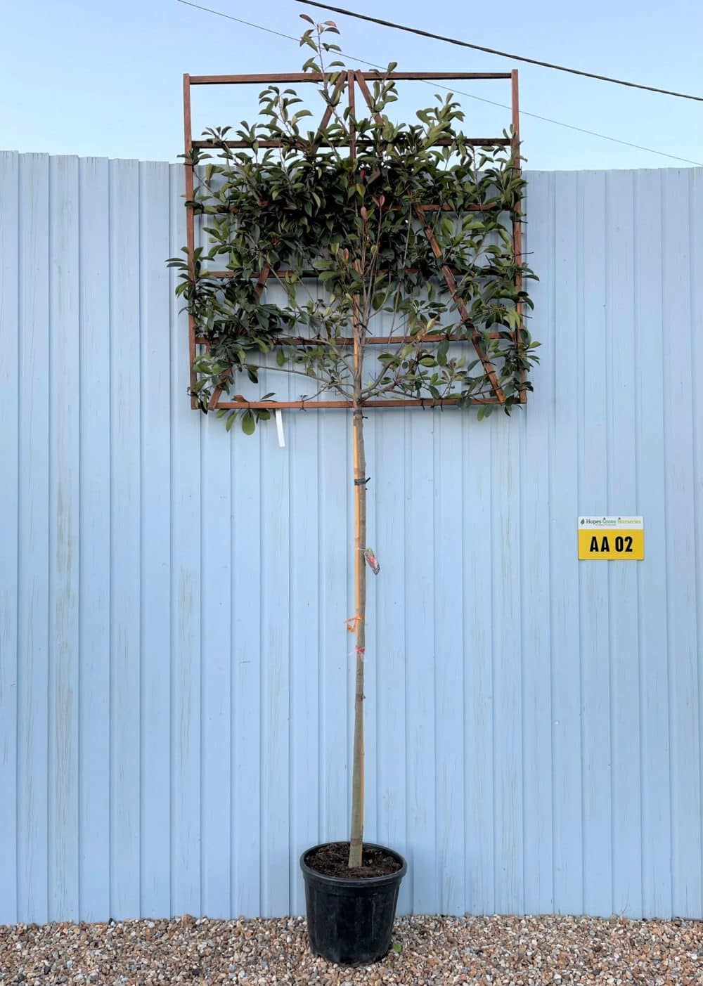 Pleached Photinia Trees - Photinia Red Robin Pleached - Hopes Grove UK