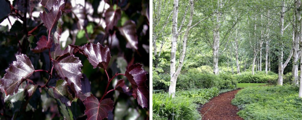 Garden Trees - Buy Garden Trees Online - Hopes Grove Nurseries
