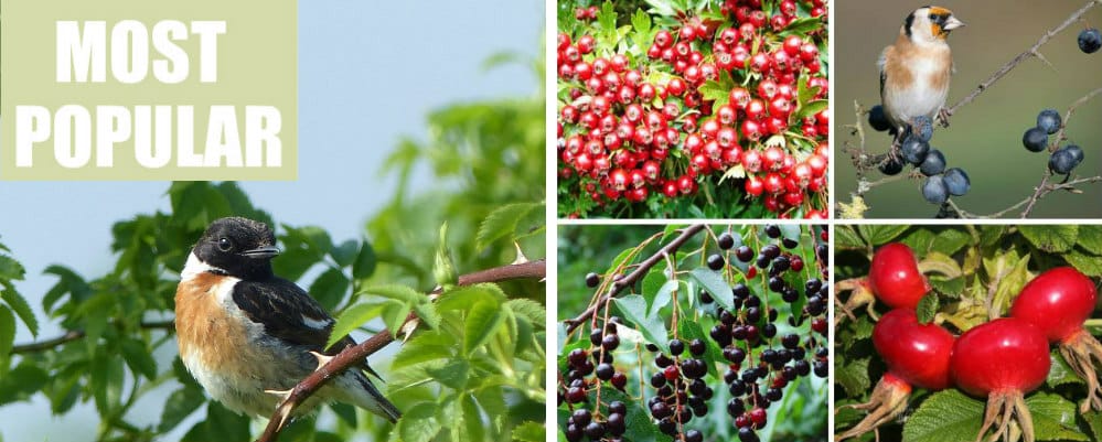 Privet Hedge Problems, Pests, Diseases | Hopes Grove Nurseries