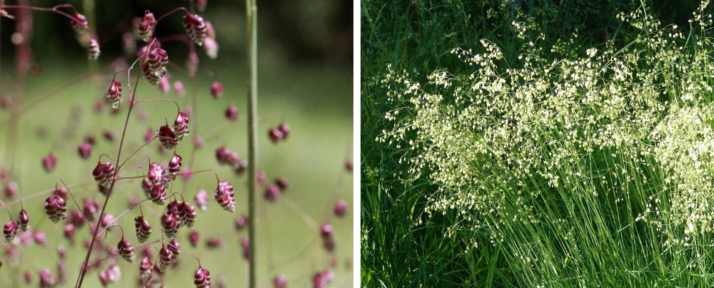 Ornamental Grasses - Buy Grass Plants - Hopes Grove Nurseries