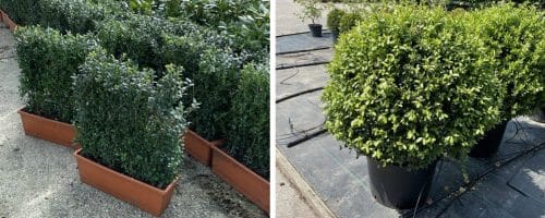 Buy Instant Hedge Plants | Instant Hedging in Troughs | Hopes Grove ...