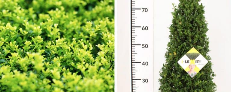 Japanese Holly Topiary - Ilex crenata Topiary - Hopes Grove Nurseries