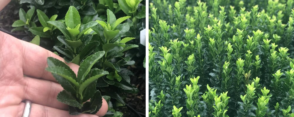 Buy Euonymus Hedging | Euonymus Japonicus Hedging Plants | Hopes Grove ...