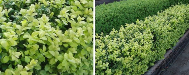 Box Hedging - Hopes Grove Nurseries