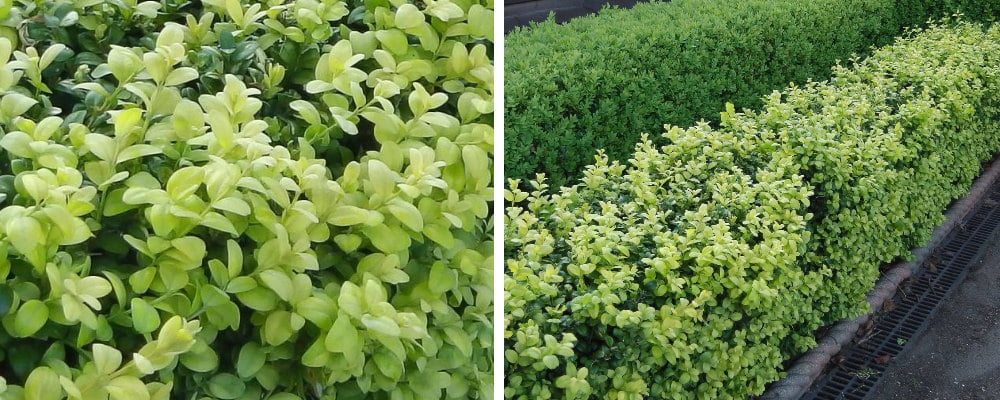 Buy Box Hedging (Boxwood) | Buxus Hedging | Box Hedge Plants Online