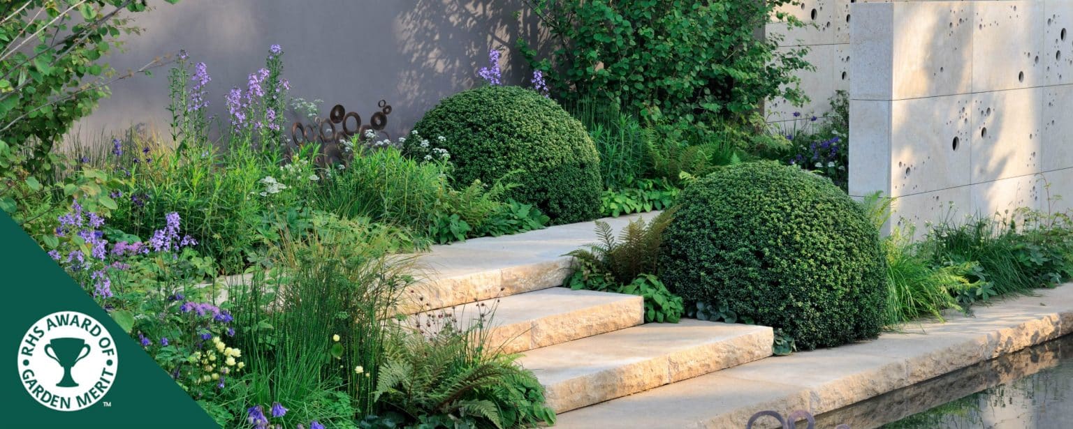 Japanese Holly Topiary - Ilex crenata Topiary - Hopes Grove Nurseries