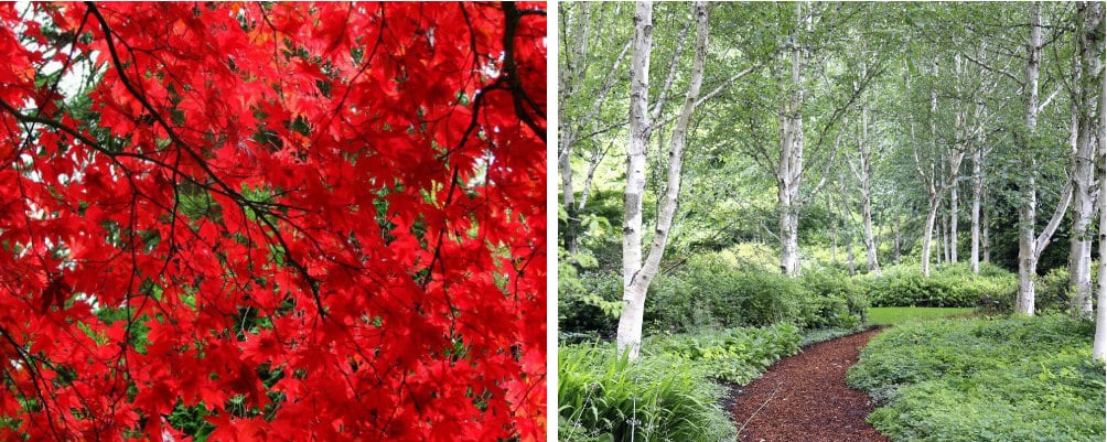 Buy Mixed Native Hedging Plants UK | Hope Grove Nurseries