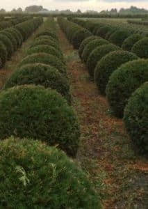 Yew Topiary Balls - Taxus baccata Ball Shapes - Hopes Grove Nurseries