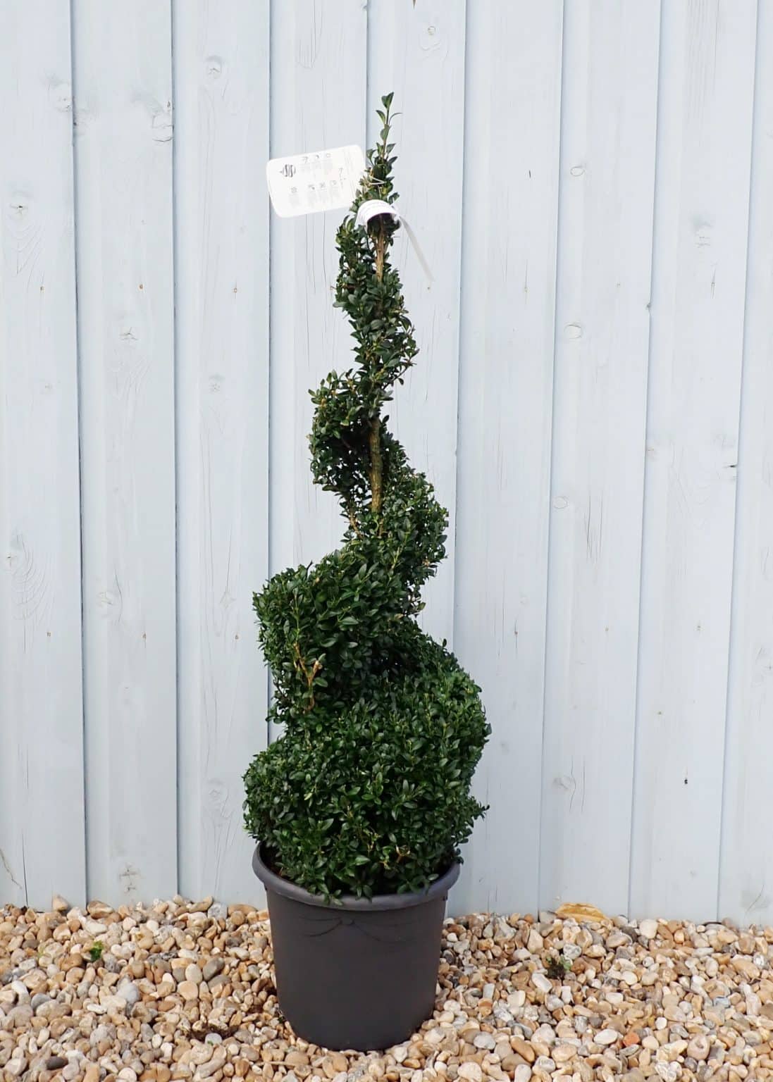 Box Spirals. Spiral Shape Buxus Topiary - Hopes Grove Nurseries