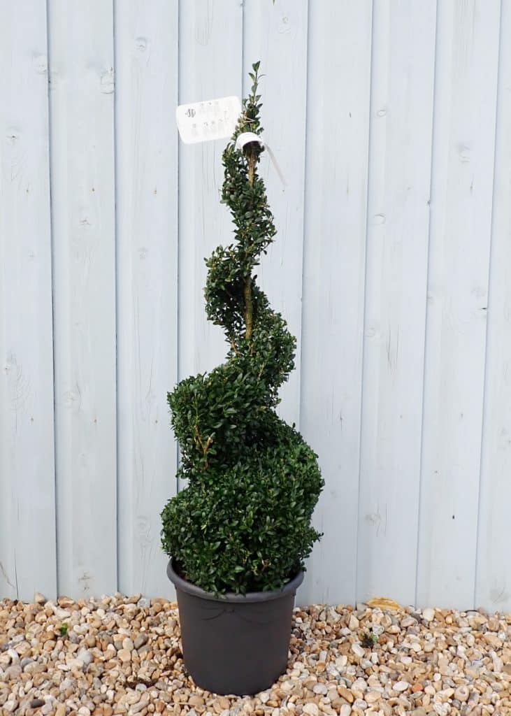 Buy Topiary Spiral Trees - Box Spiral Trees & Hedges | Hopes Grove ...