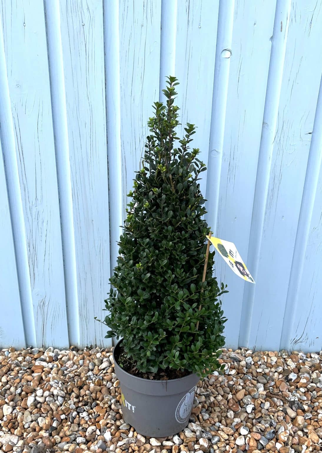 Japanese Holly Ilex Crenata Cone Shape Topiary - Hopes Grove Nurseries