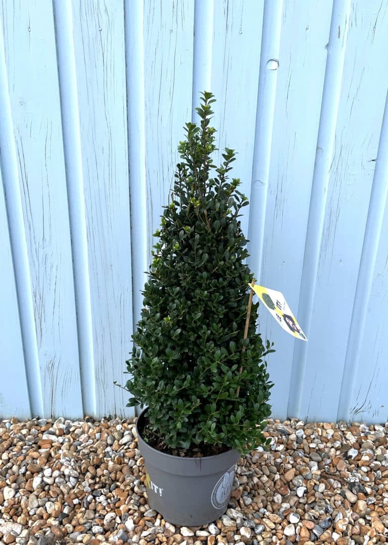 Japanese Holly Ilex Crenata Cone Shape Topiary - Hopes Grove Nurseries