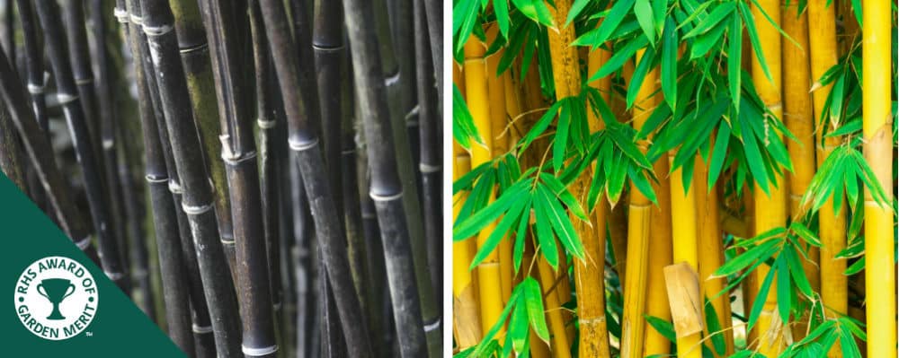 Buy Hazel Hedging | Hazel Hedge Plants | Corylus avellana Hedges