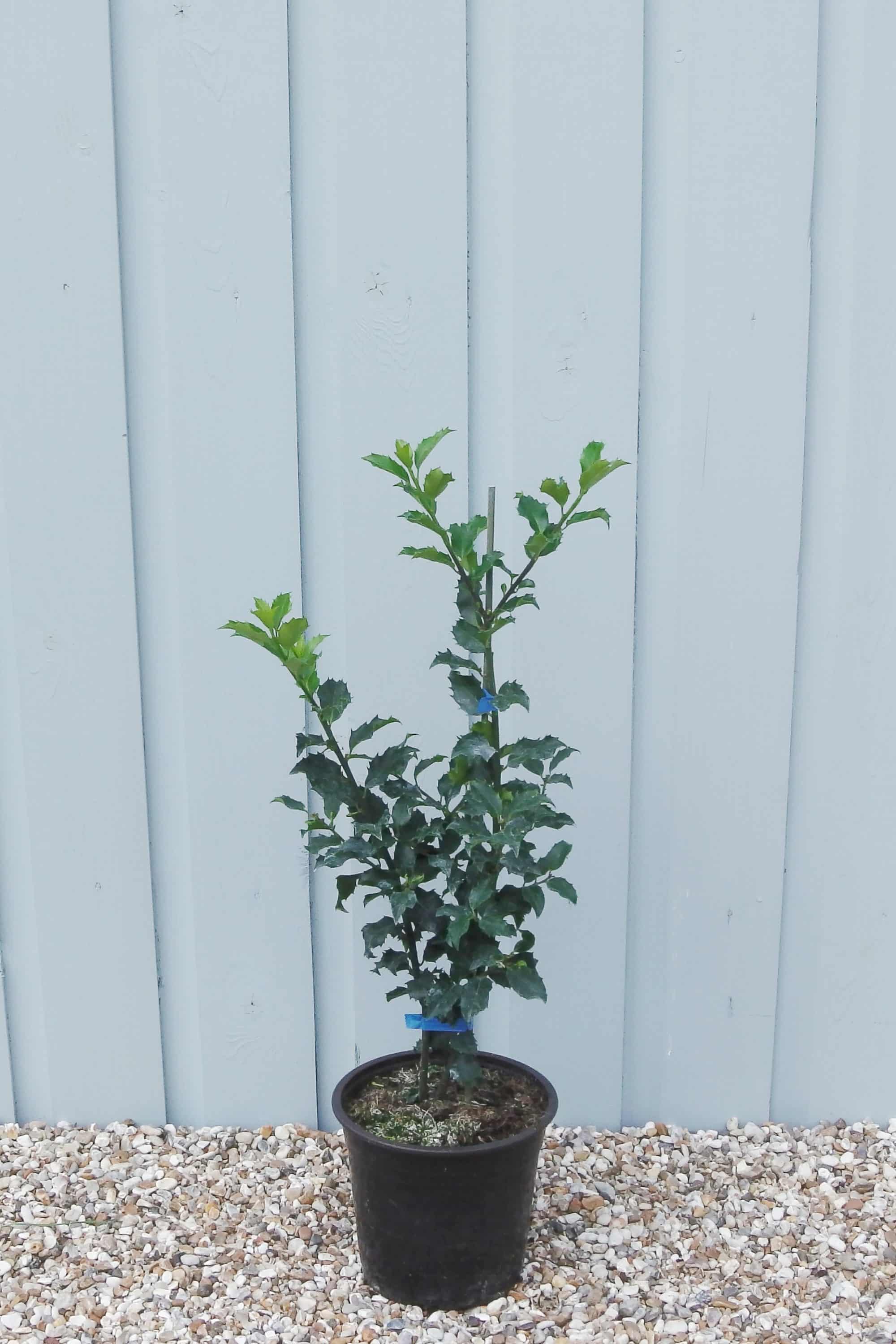 Buy Ilex Meserveae Hedging Plants - Blue Princess or Holly Blue Hedges