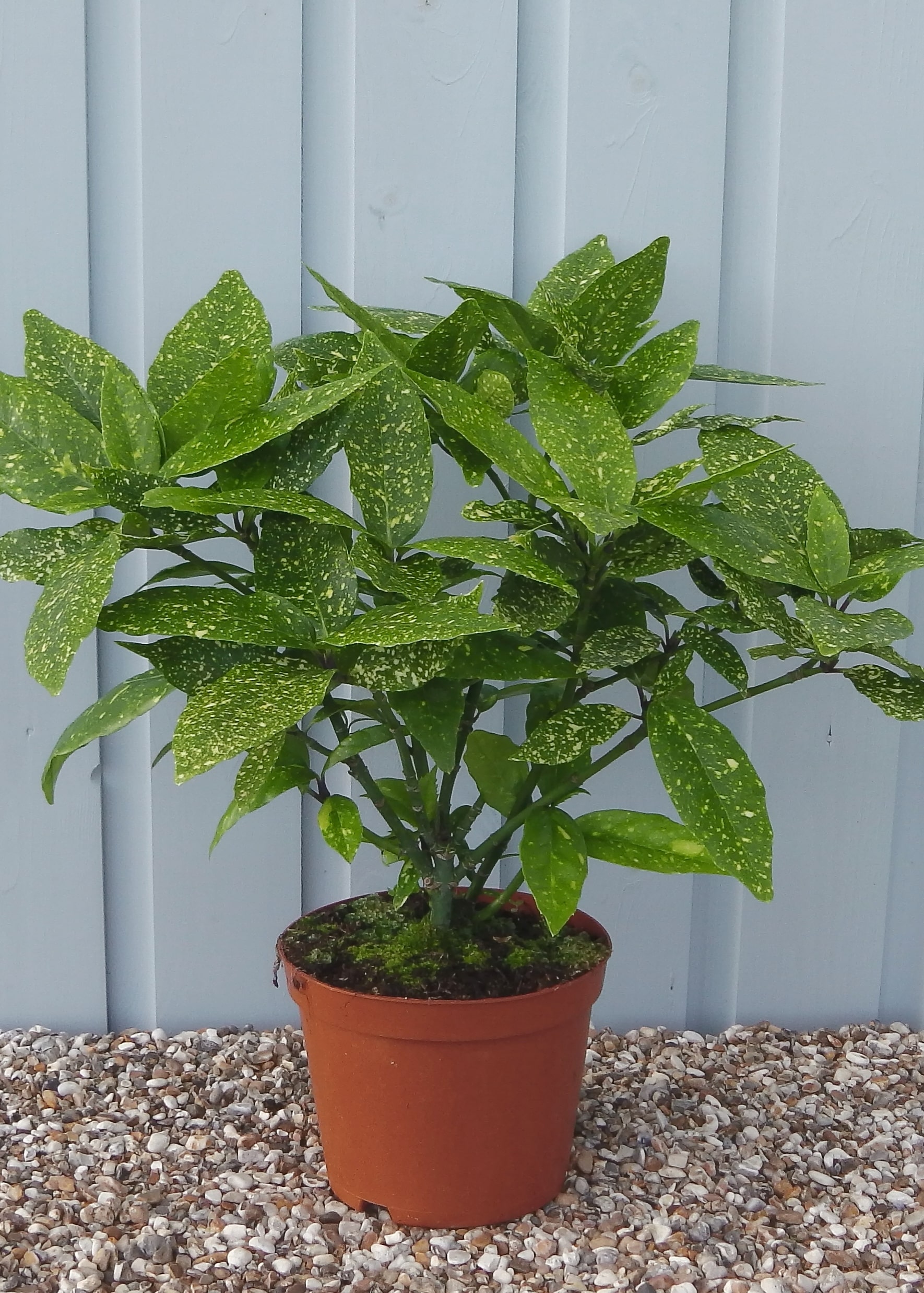 Buy Spotted Laurel Hedge Plants | Japanese Laurel Hedging | Aucuba ...