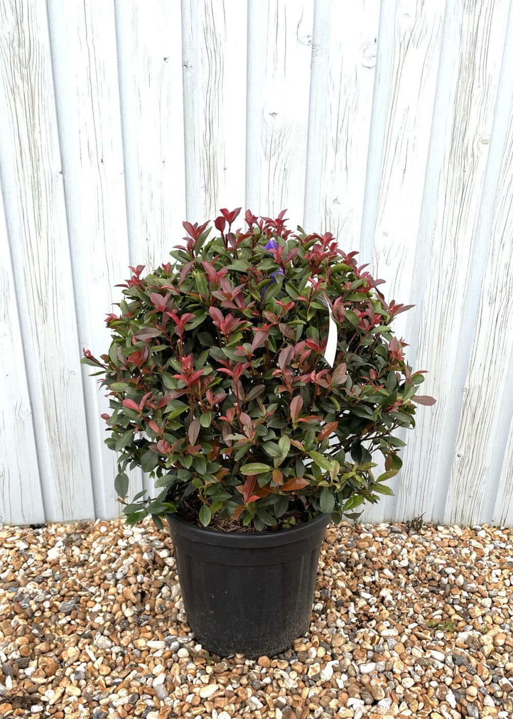 Photinia Red Robin Topiary - Hopes Grove Nurseries