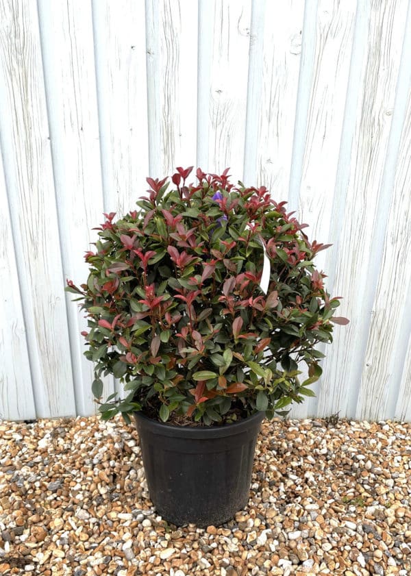 Photinia Red Robin Topiary - Hopes Grove Nurseries