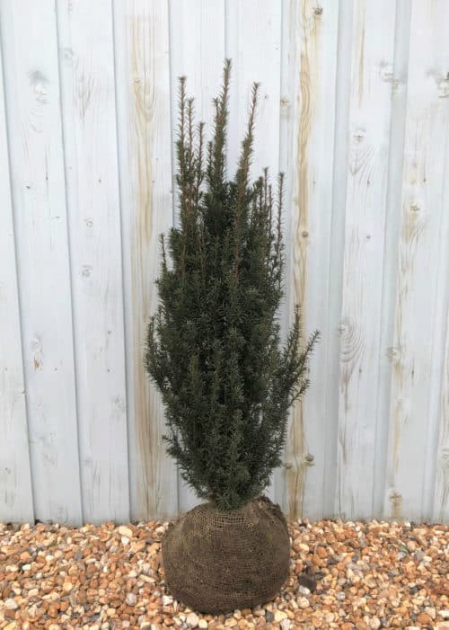 Buy Irish Yew Hedge Plants | Irish Yew Hedging | Taxus Baccata Fastigiata