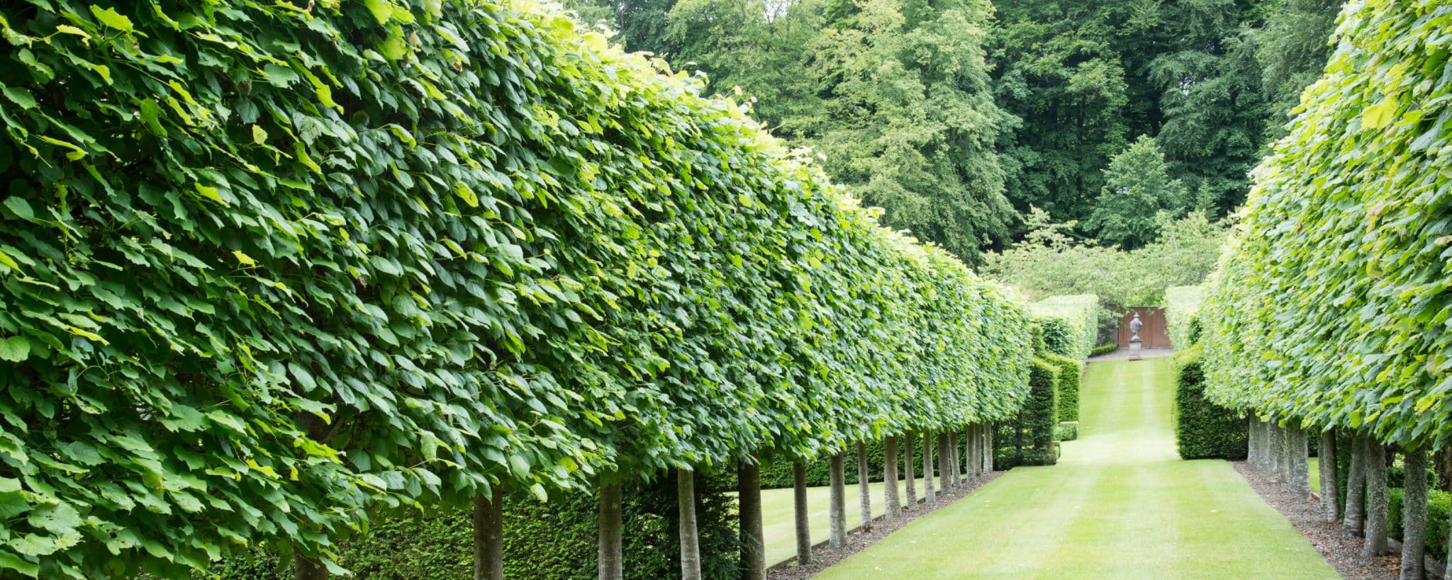 The UK's Leading Garden Hedging & Hedging Specialists | Hopes Grove ...