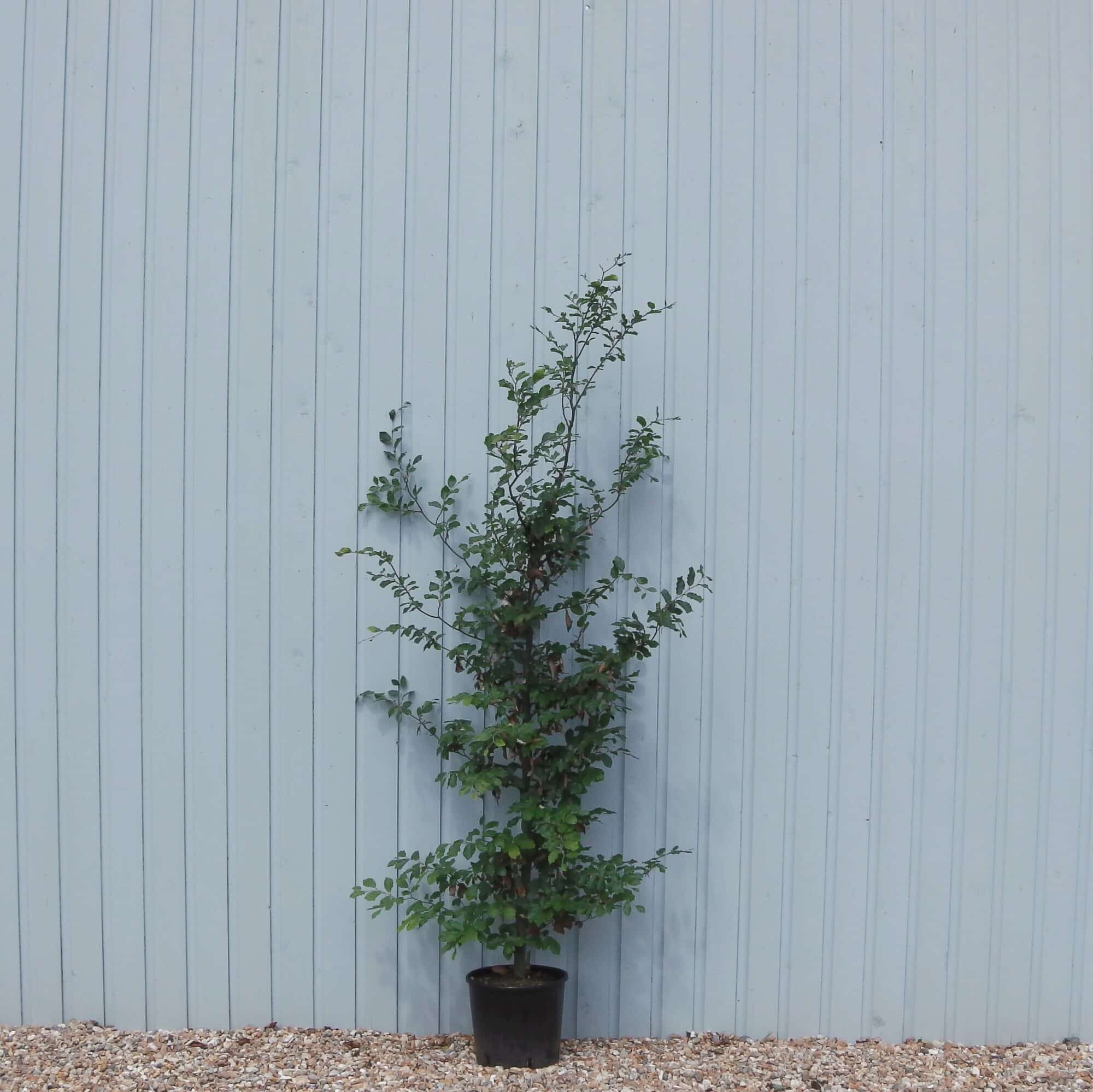 Green Beech Hedging Plants - Fagus Sylvatica - Hopes Grove Nurseries