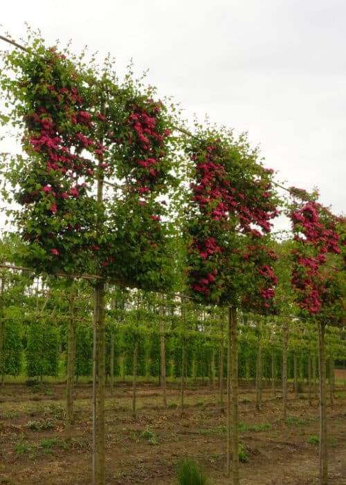 Pleached Flowering Scarlet Hawthorn - Crataegus Pauls Scarlet
