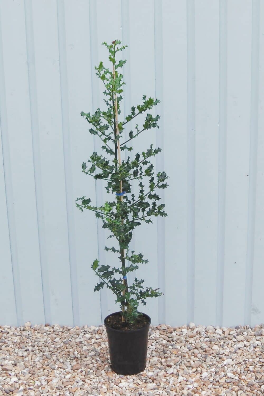 Buy Ilex Aquifolium Hedge Plants | Ilex Aquifolium Hedging | Green ...