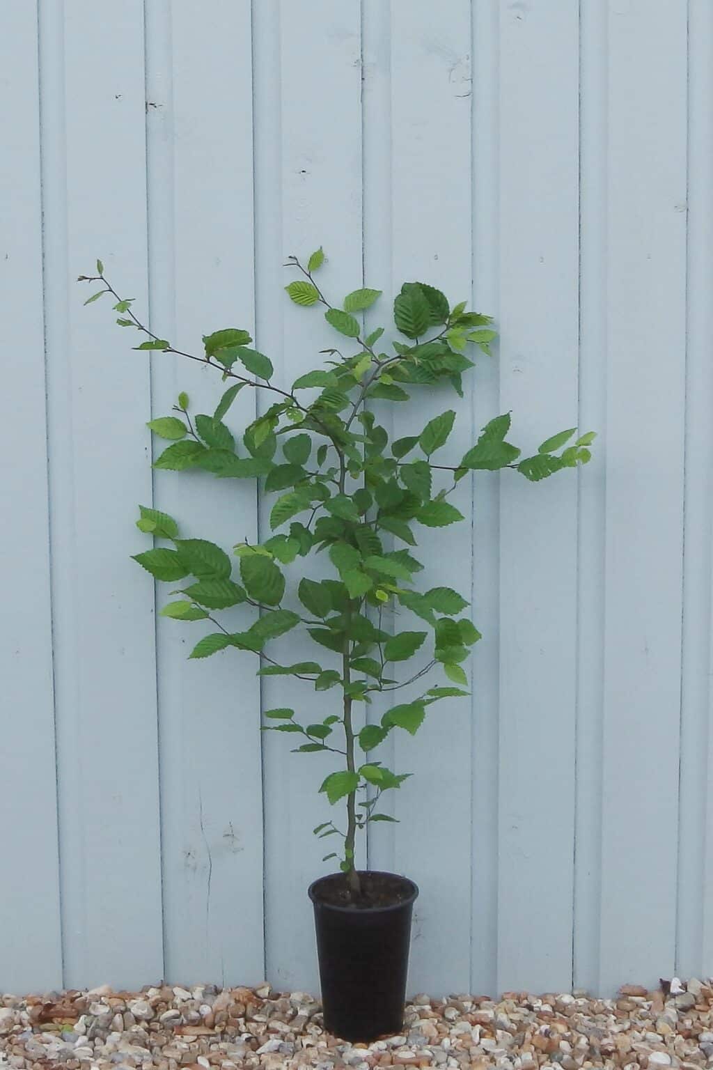 Buy Hornbeam Hedging ‘Carpinus Betulus’ | European Hornbeam Hedge