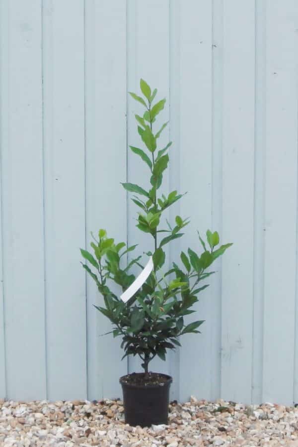 Buy Bay Laurel Hedge Plants | Laurus Nobilis Hedges | Bay Laurel Hedging