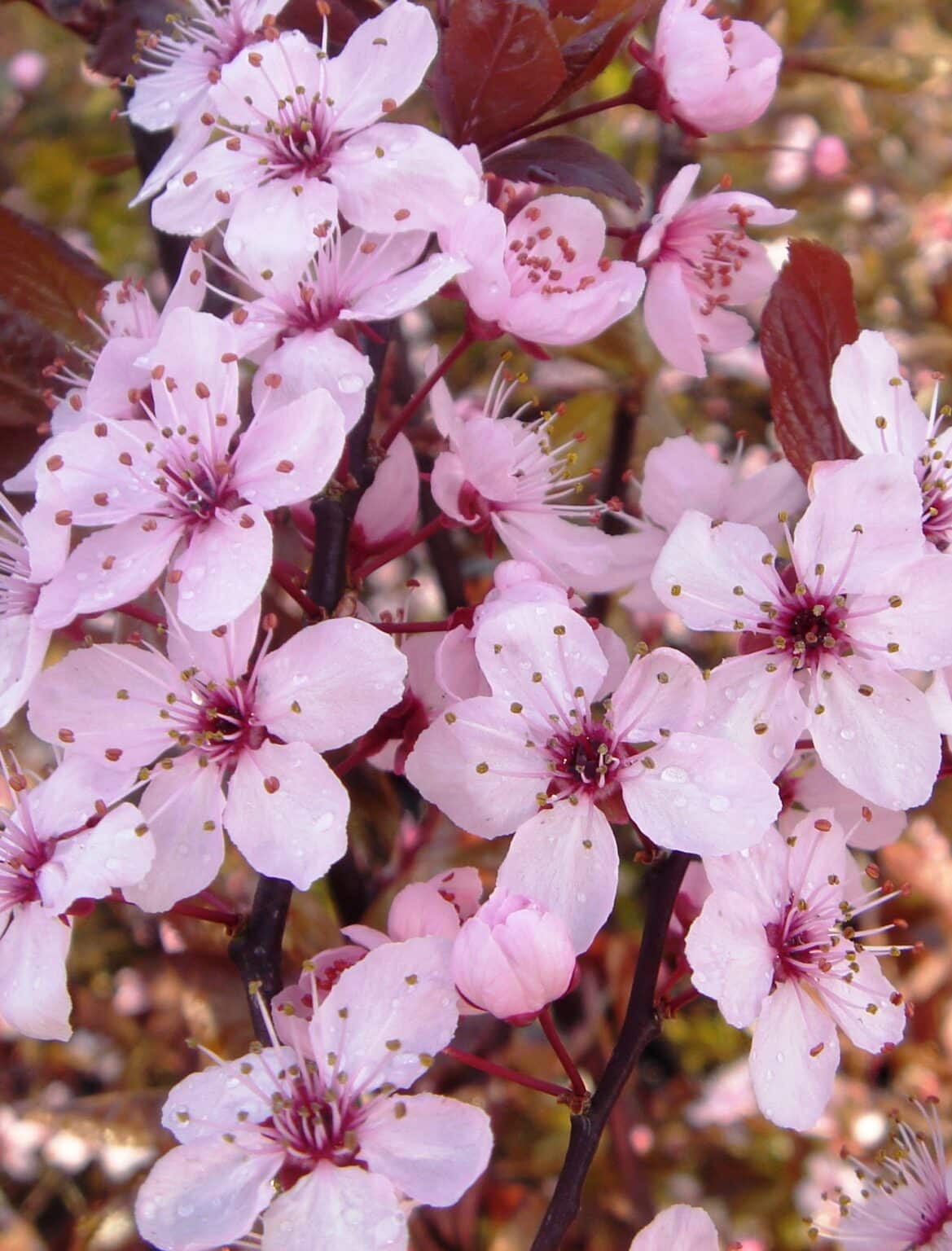 Prunus Cerasifera Nigra - Hopes Grove Nurseries