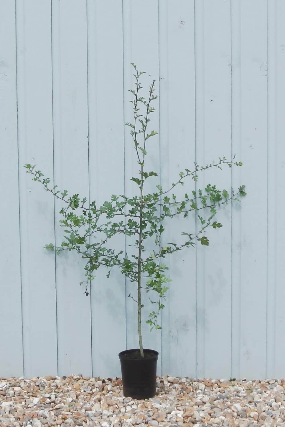 Buy Hawthorn (Quickthorn) Hedge plants| Hopes Grove Nurseries