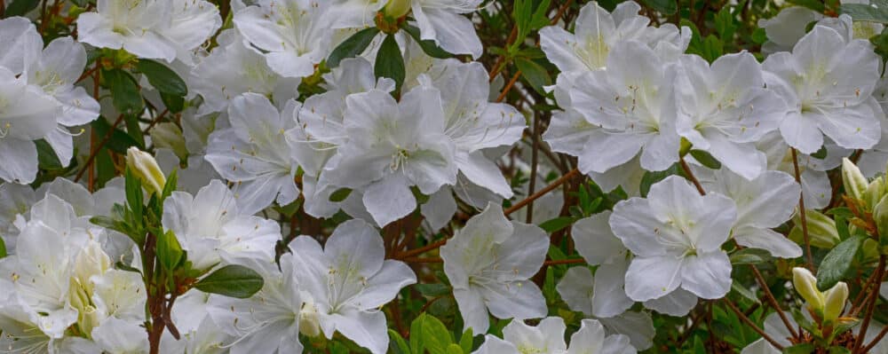 Buy Evergreen Azaleas - Azalea Japonica - Hopes Grove Nurseries