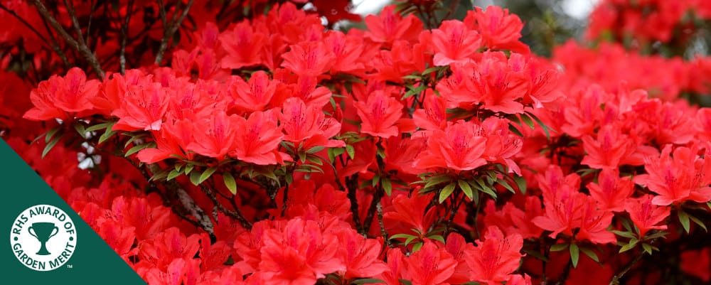 Buy Evergreen Azaleas - Azalea Japonica - Hopes Grove Nurseries