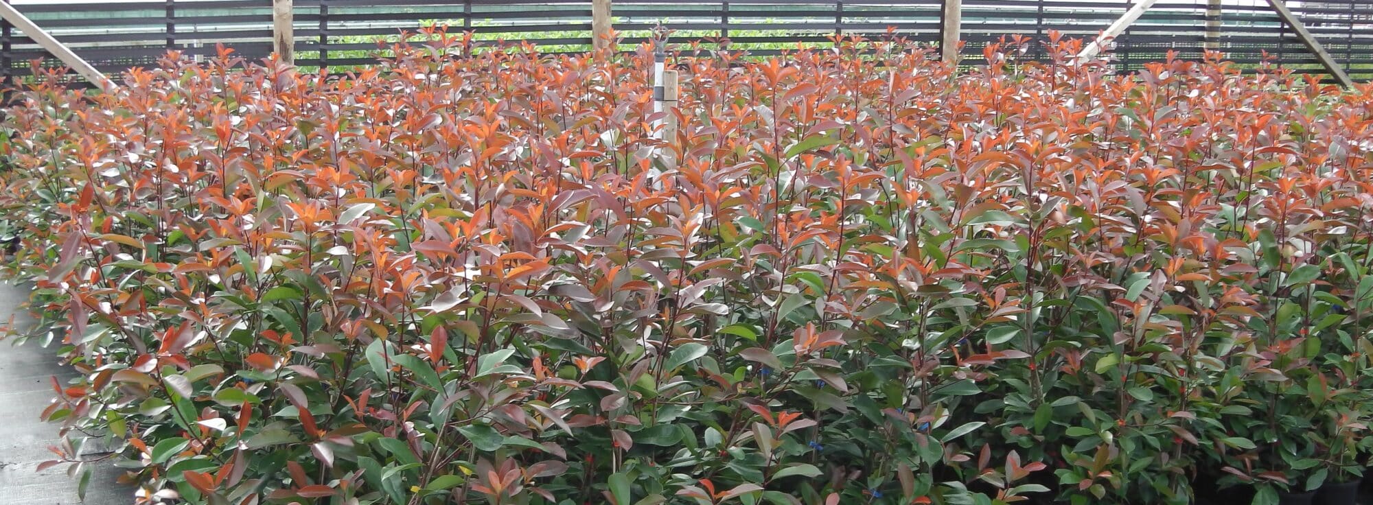 The UK's Leading Garden Hedging & Hedging Specialists | Hopes Grove ...