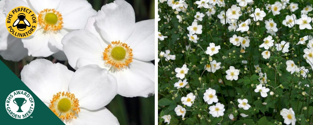 Buy Ground Cover Plants | Flowering Ground Cover | Hopes Grove Nurseries