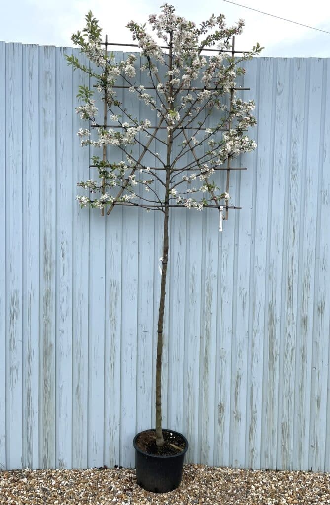 Pleached Crab Apple Trees - Malus 'Evereste' - Hopes Grove Nurseries