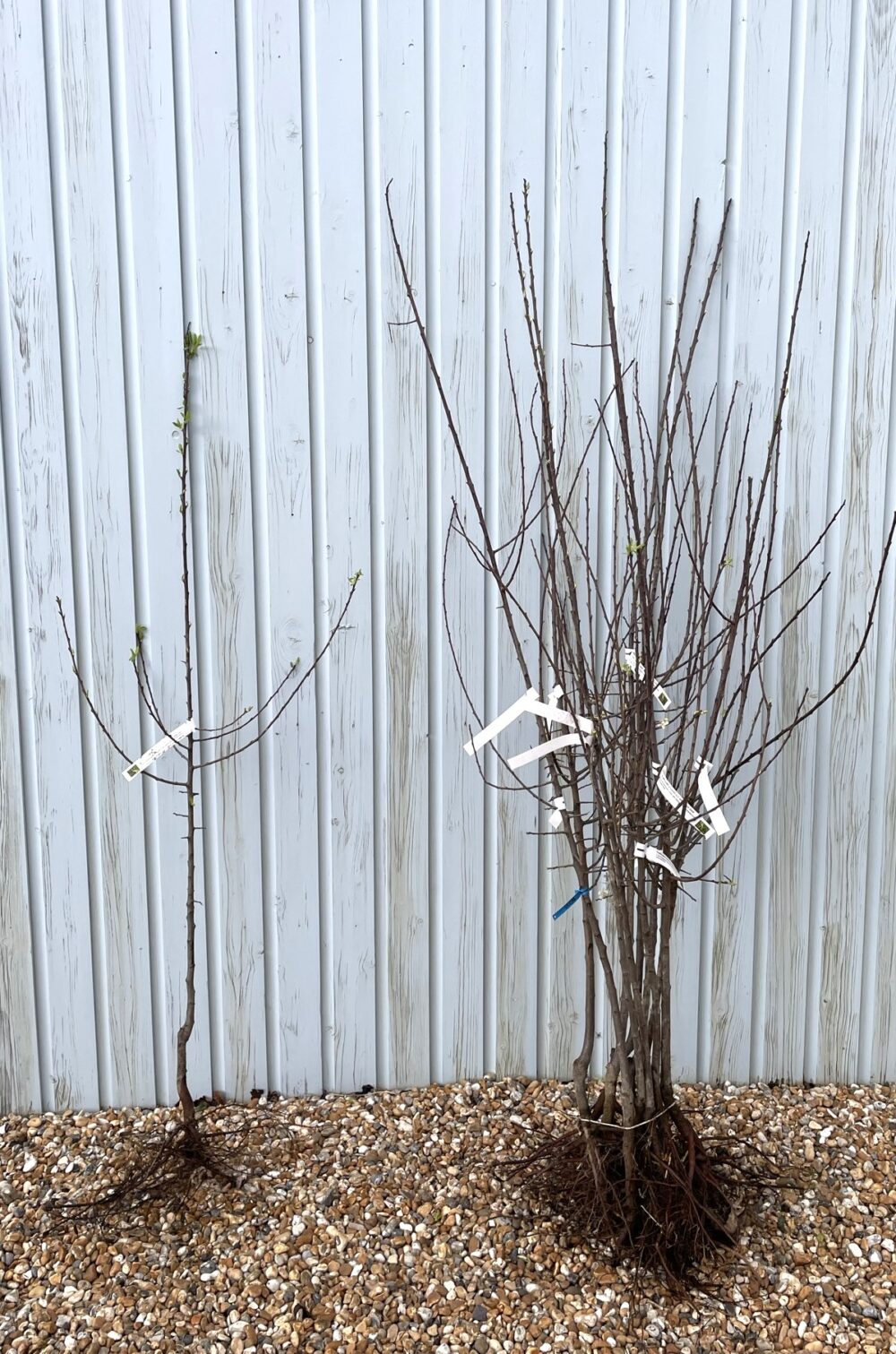 Bare Root Fruit Trees - Hopes Grove Nurseries