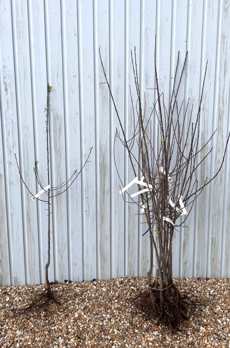 Bare Root Fruit Trees - Hopes Grove Nurseries