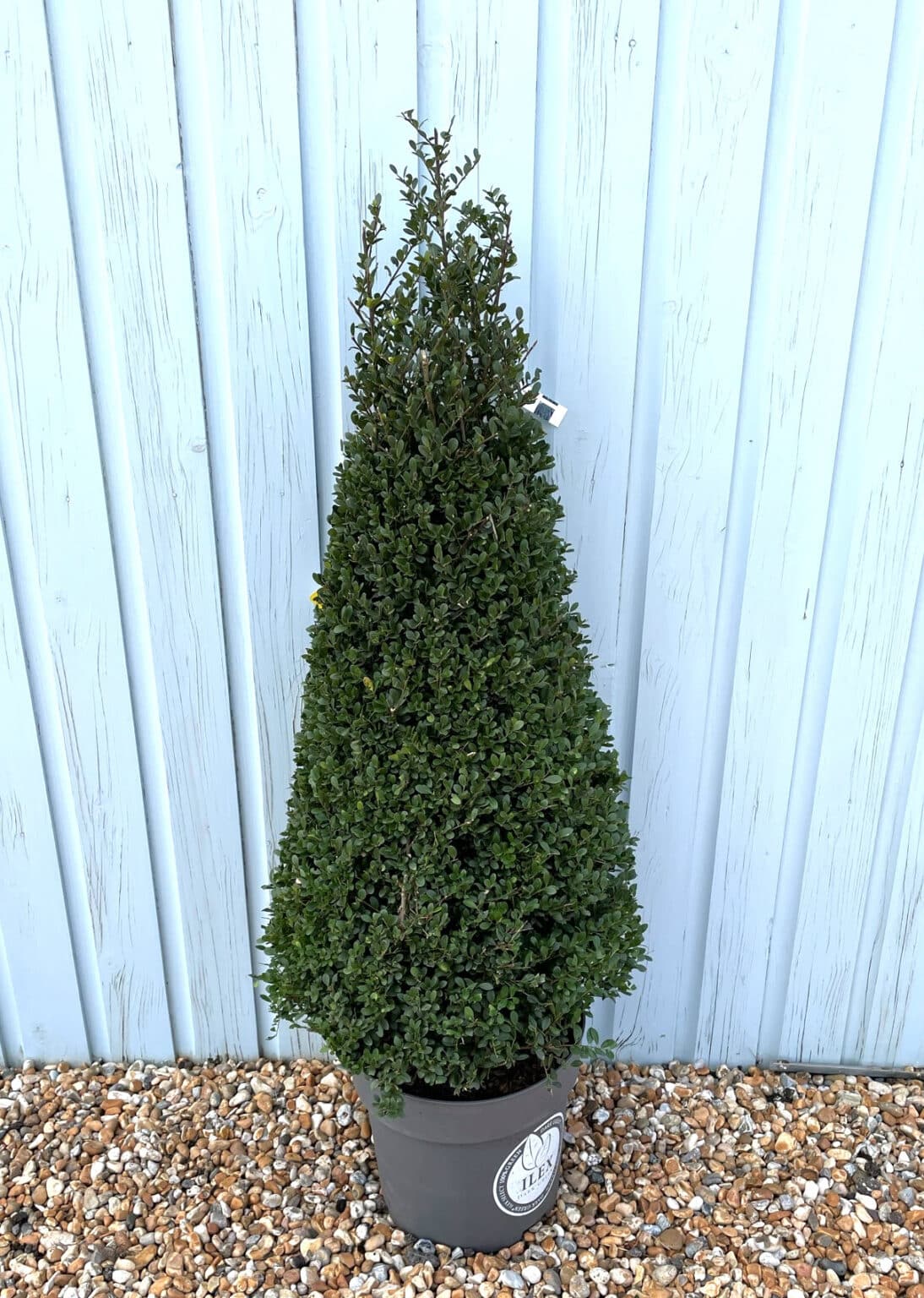 Japanese Holly Ilex Crenata Cone Shape Topiary - Hopes Grove Nurseries