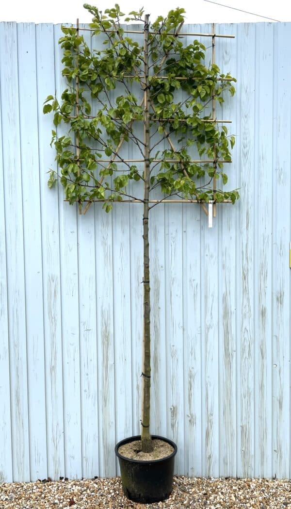 Pleached Ornamental Pear Trees - Pyrus Calleryana Chanticleer Pleached