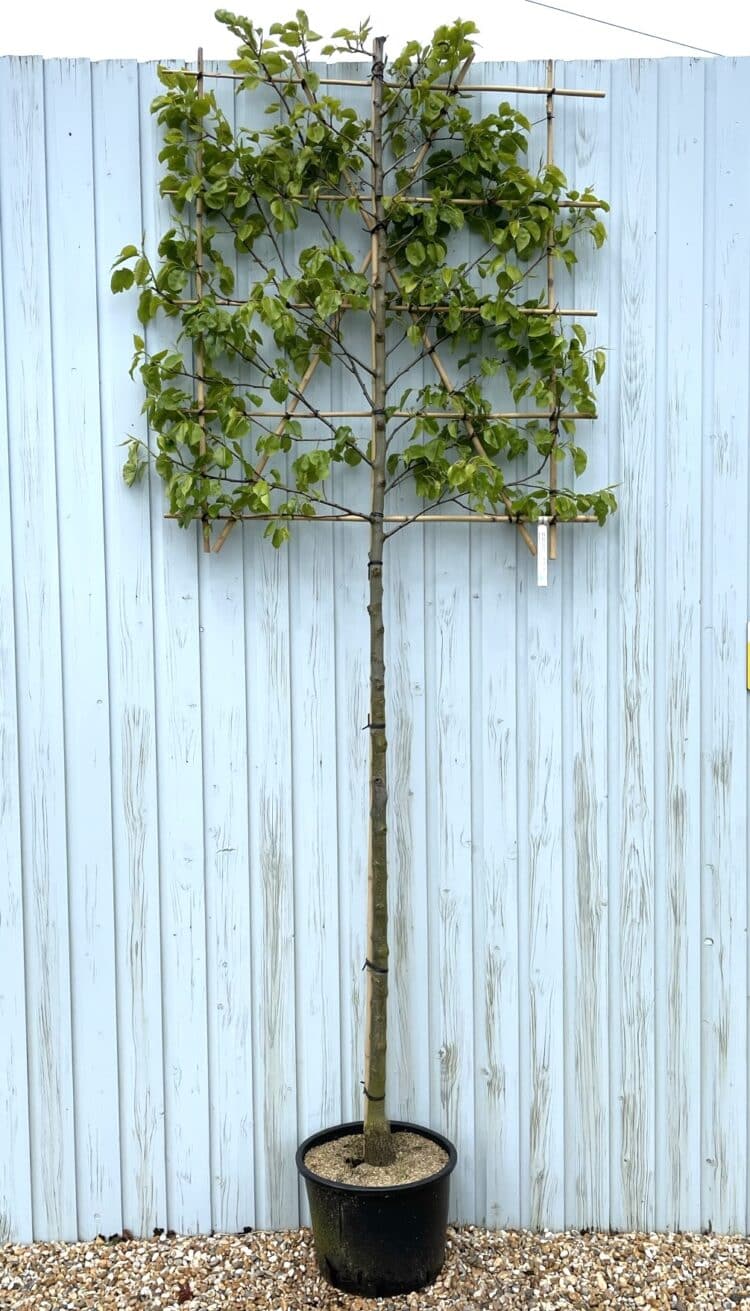 Pleached Ornamental Pear Trees - Pyrus Calleryana Chanticleer Pleached