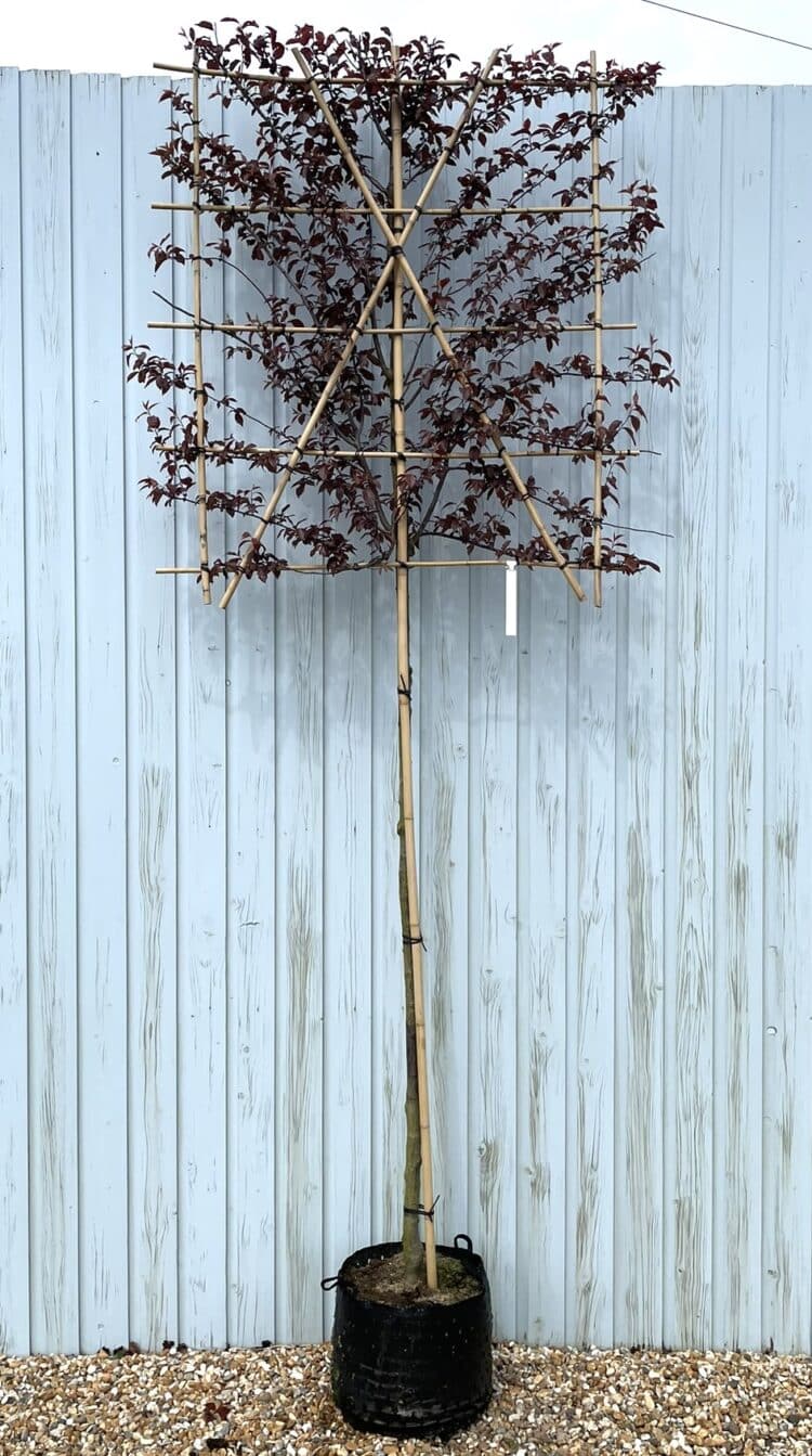 Prunus Cerasifera Nigra - Hopes Grove Nurseries