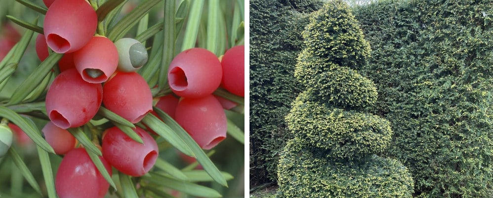 Buy Yew Topiary | Taxus Topiary Cones, Pyramids & Hedging | Hopes Grove
