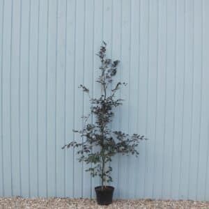 Purple Beech Hedge Plants - Fagus Sylvatica 'Purpurea' - Hopes Grove ...