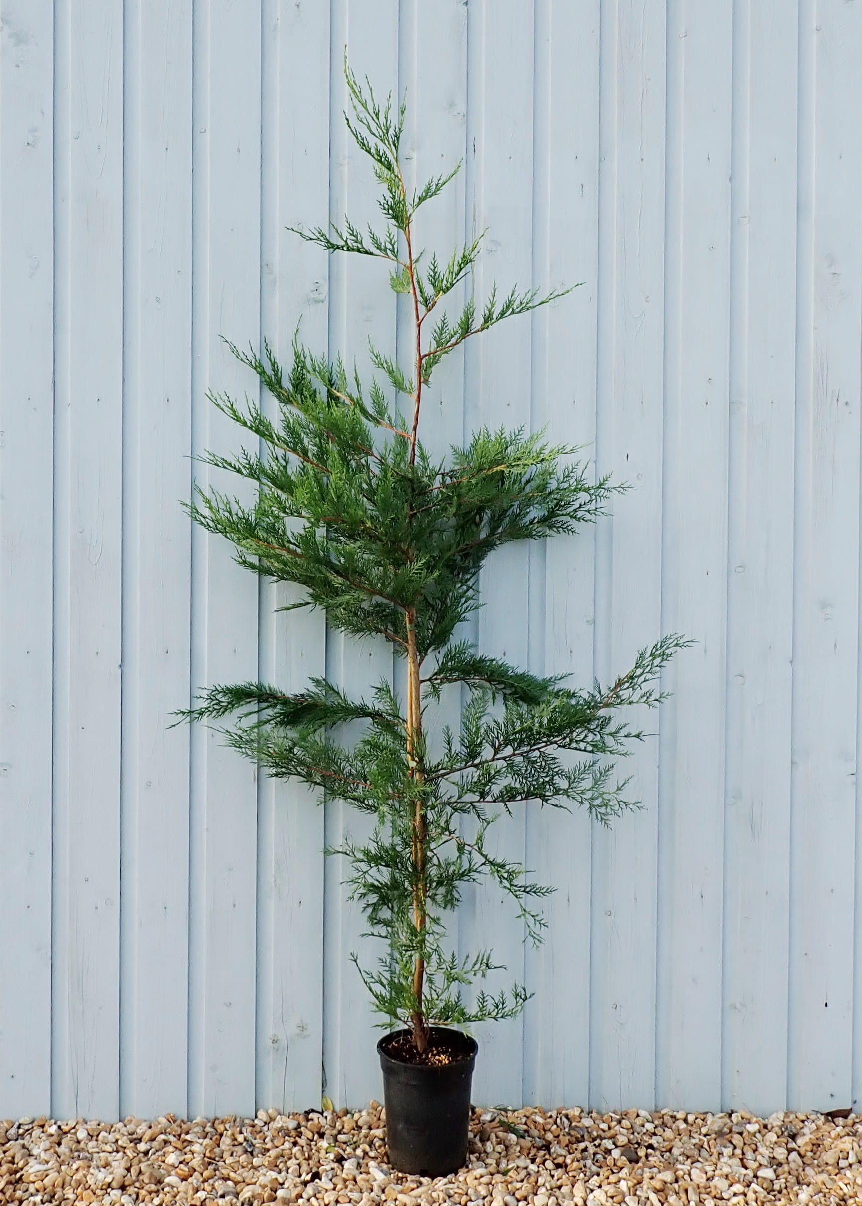 Buy Green Leylandii Hedging | Cupressocyparis Leylandii Hedge Plants